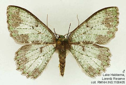 Papua Insects Foundation (Lepidoptera/Geometridae(Geometrinae ...